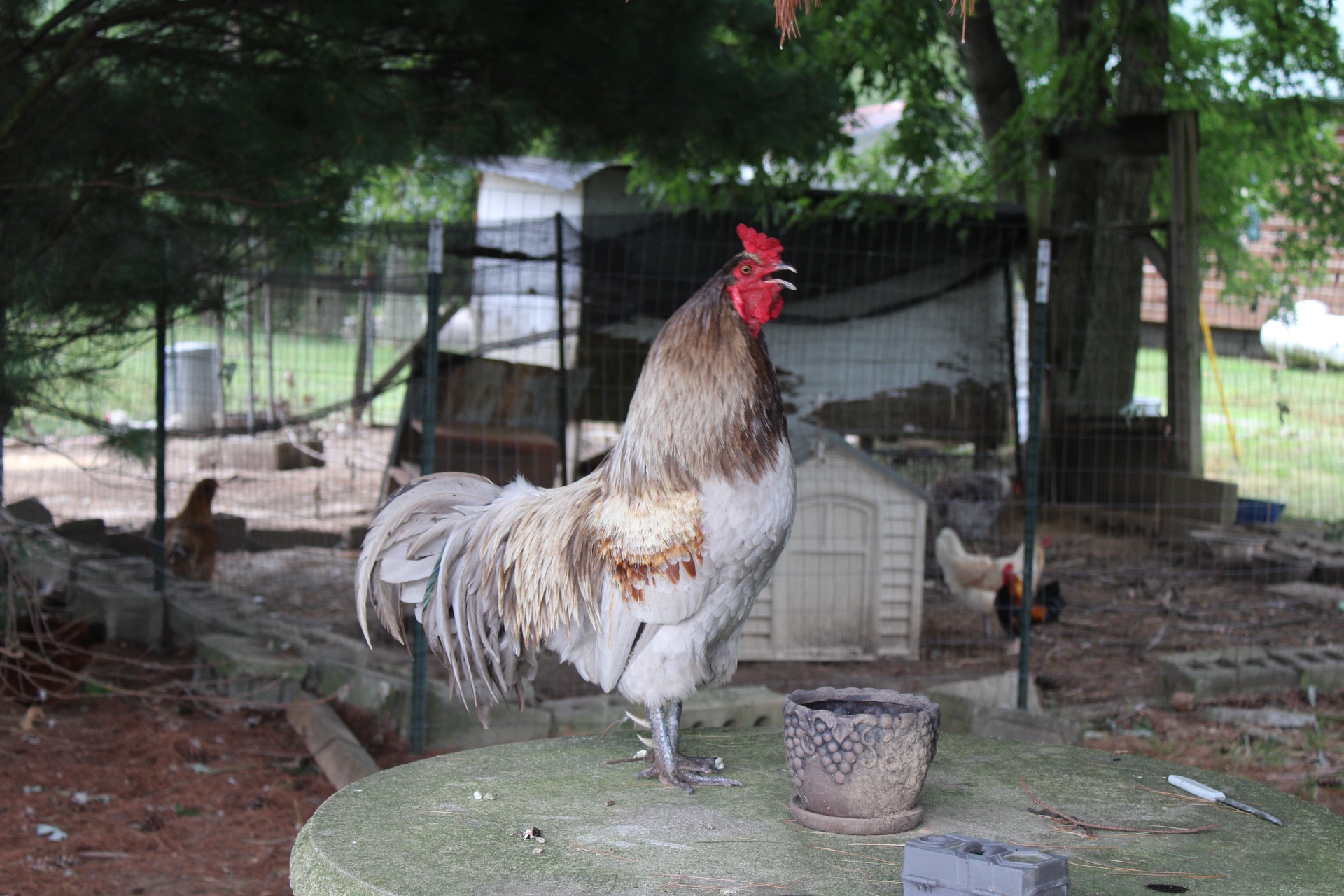 Loofah Farms – Your Relaxation Destination